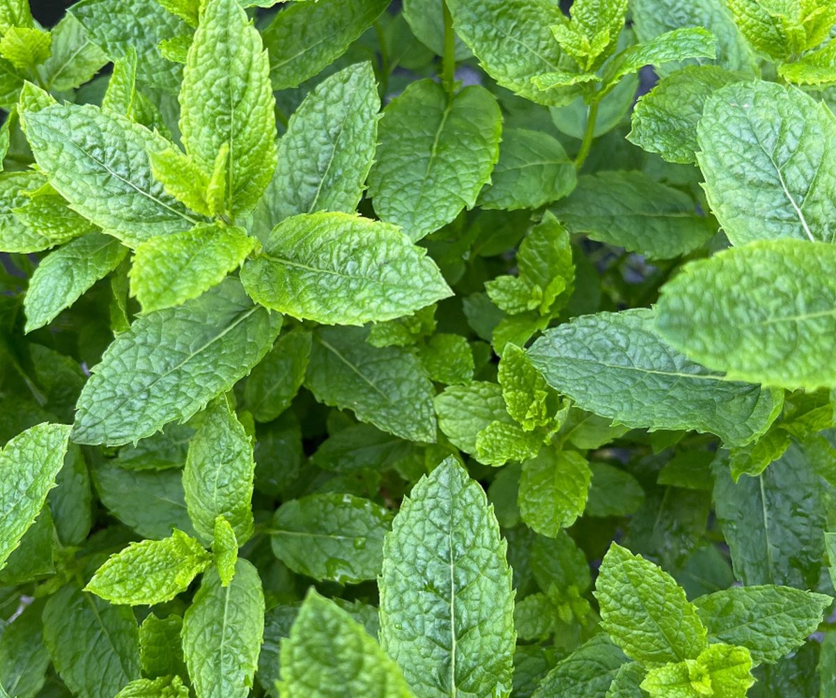 Mexican Mint Plant – Dhaka Planters