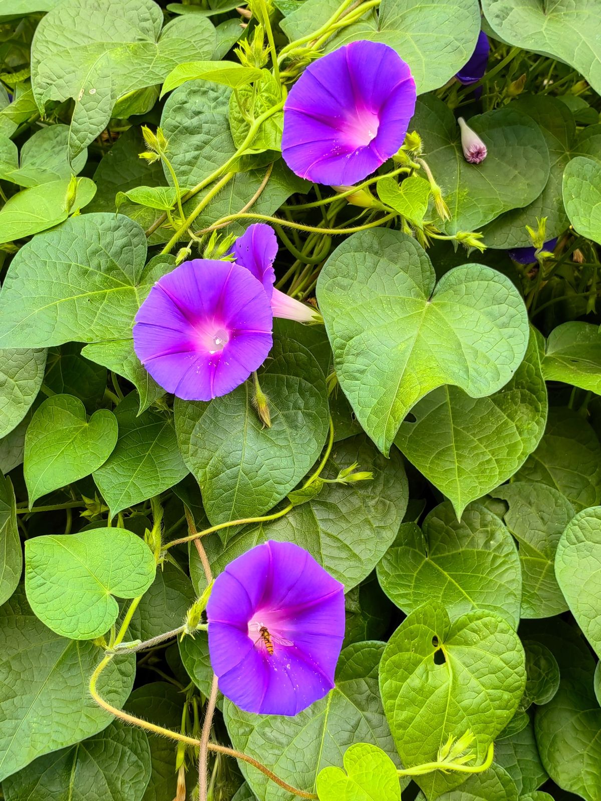 Morning Glory Plant – Dhaka Planters